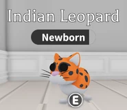 Indian Leopard | Adopt Me! Wiki | Fandom