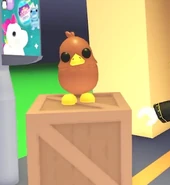 Kiwi | Adopt Me! Wiki | Fandom