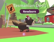 Tasmanian Devil | Adopt Me! Wiki | Fandom