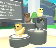 Golden Chow-Chow | Adopt Me! Wiki | Fandom