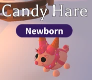 Candy Hare | Adopt Me! Wiki | Fandom