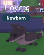 Coyote | Adopt Me! Wiki | Fandom