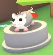 Possum | Adopt Me! Wiki | Fandom