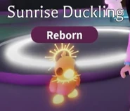 Sunrise Duckling | Adopt Me! Wiki | Fandom