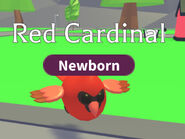 Red Cardinal | Adopt Me! Wiki | Fandom