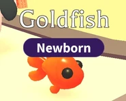 Goldfish | Adopt Me! Wiki | Fandom
