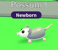 Possum | Adopt Me! Wiki | Fandom