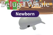 Beluga Whale | Adopt Me! Wiki | Fandom