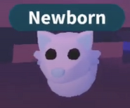 Ghost Wolf | Adopt Me! Wiki | Fandom