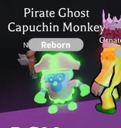 Pirate Ghost Capuchin Monkey (Pet) | Adopt Me! Wiki | Fandom