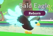 Bald Eagle | Adopt Me! Wiki | Fandom