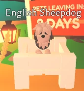 English Sheepdog | Adopt Me! Wiki | Fandom