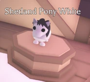 Shetland Pony White | Adopt Me! Wiki | Fandom