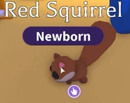 Red Squirrel | Adopt Me! Wiki | Fandom