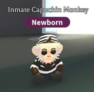 Inmate Capuchin Monkey (Pet) | Adopt Me! Wiki | Fandom