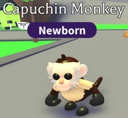 Capuchin Monkey | Adopt Me! Wiki | Fandom