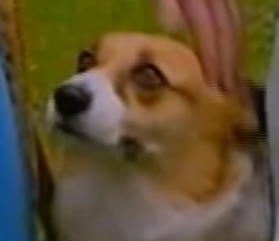 Corgi | Adrian gray cinematic universe (ACU) Wiki | Fandom