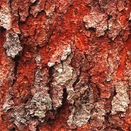 Red Forest | EternityDev Wiki | Fandom