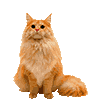 Gato | EternityDev Wiki | Fandom