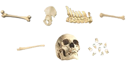 Clean bones | EternityDev Wiki | Fandom