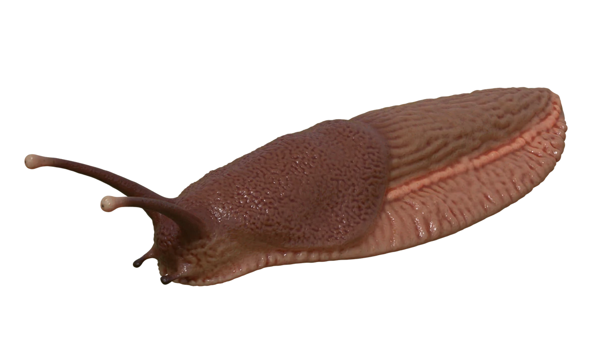 Slugs | EternityDev Wiki | Fandom