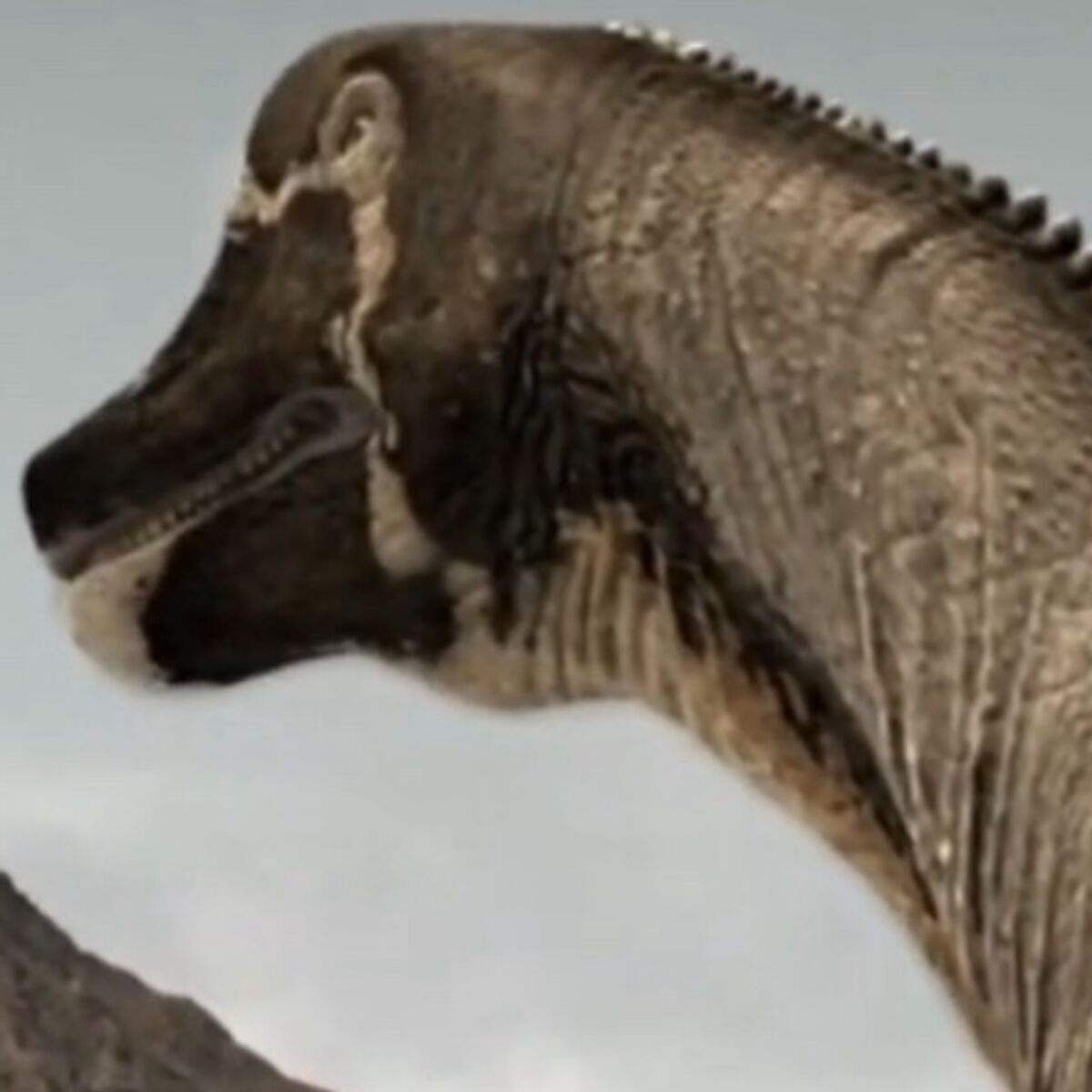 Cedarosaurus Adventures Of Jairex And Tirzah Rose Wiki Fandom