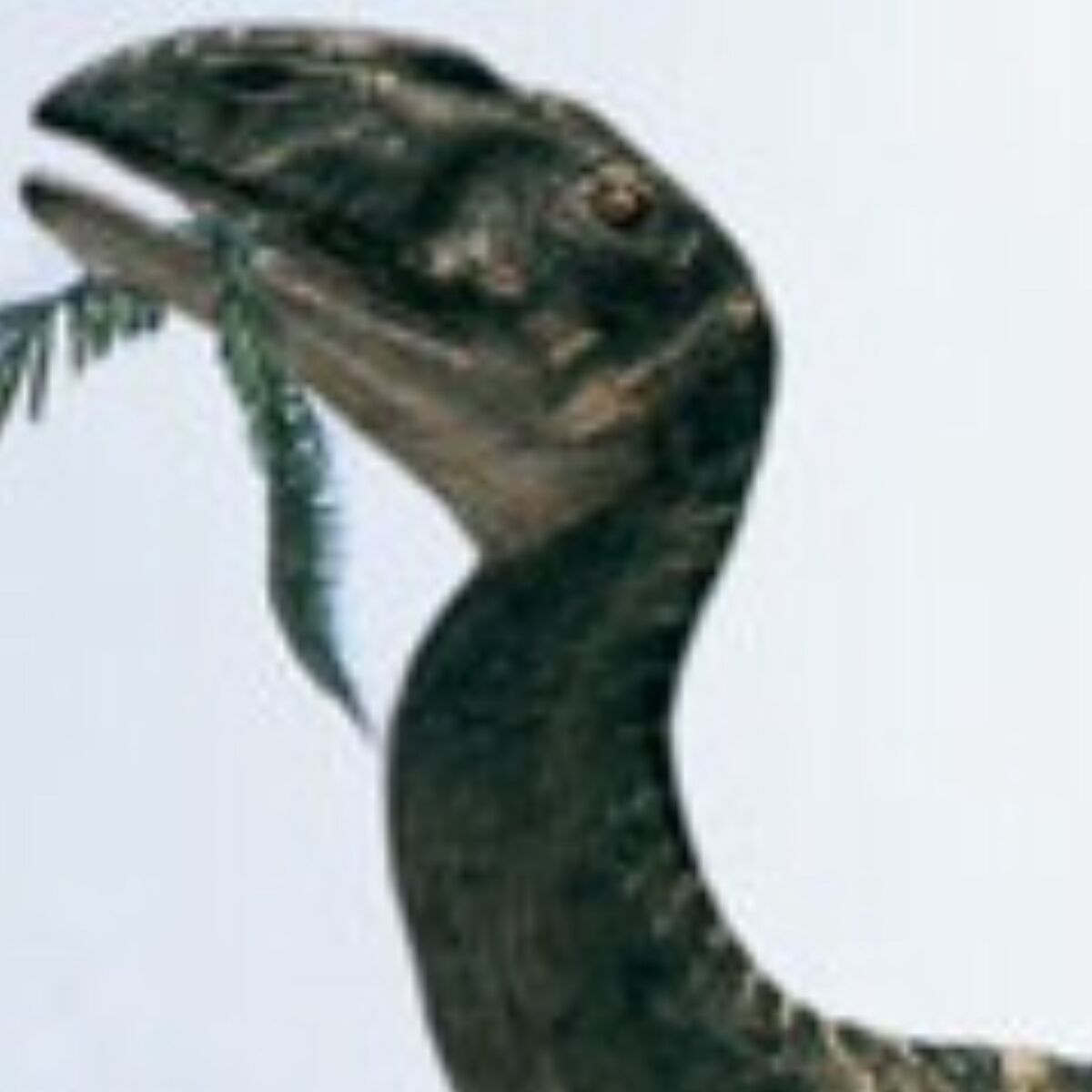 Plateosaurus Adventures Of Jairex And Tirzah Rose Wiki Fandom