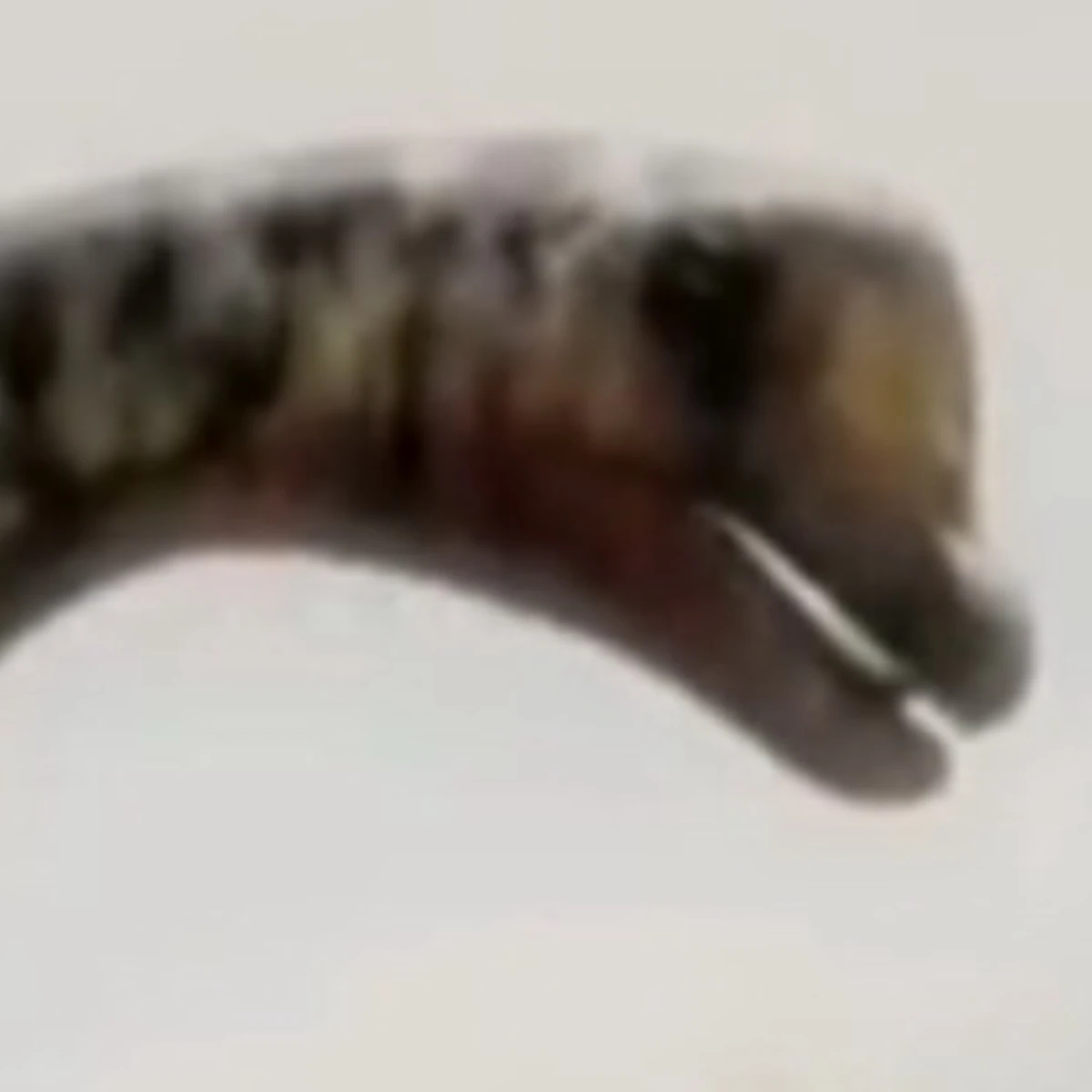 Astrodon | Adventures of Jairex and Tirzah Rose Wiki | Fandom