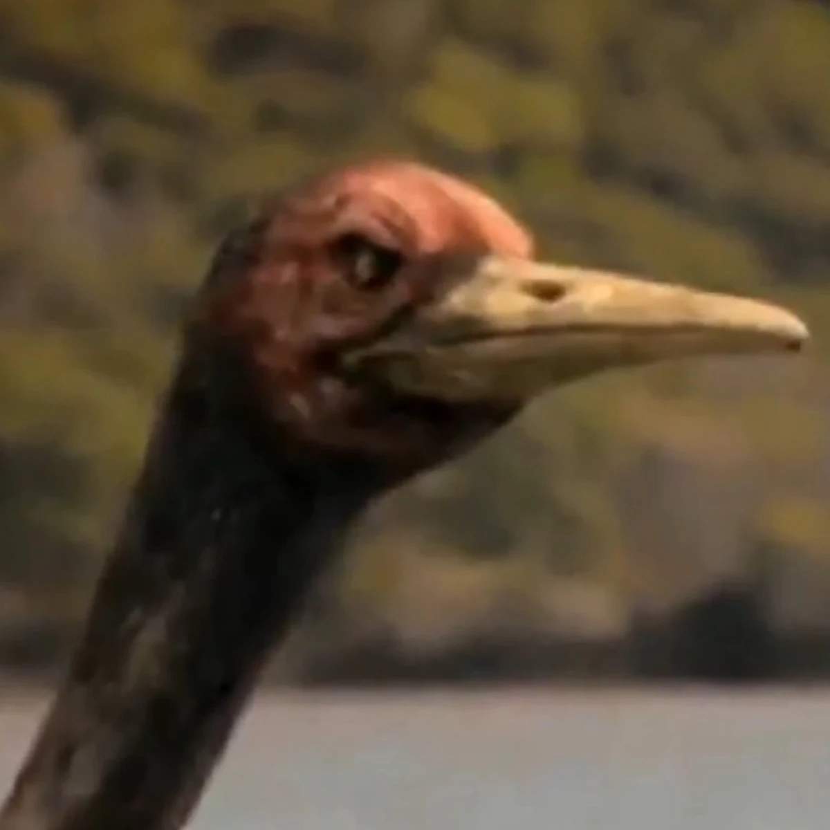 Category:Walking With Dinosaurs | Adventures of Jairex and Tirzah Rose ...