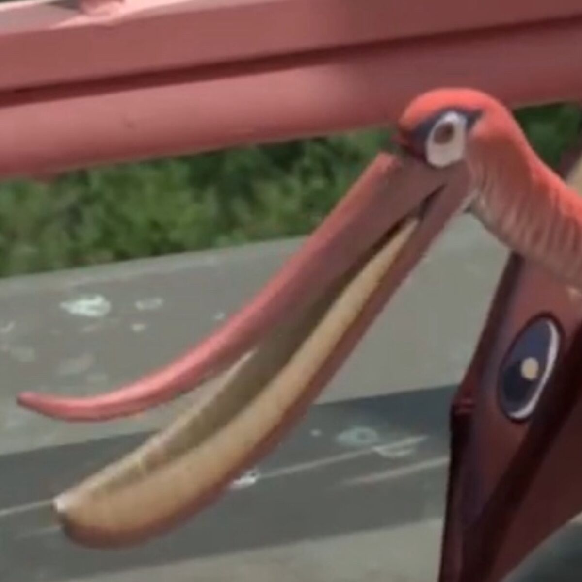 Pterodaustro Adventures Of Jairex And Tirzah Rose Wiki Fandom