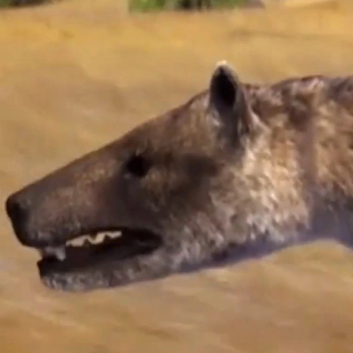 Prehistoric Predators Razor Jaws