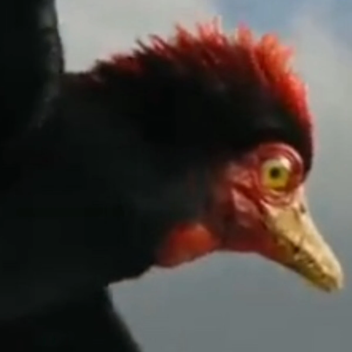 Alexornis | Adventures of Jairex and Tirzah Rose Wiki | Fandom