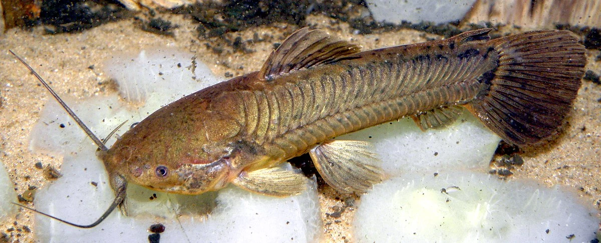 Armoured Catfish (Callichthys callichthys) | Adventures of Nadya Wiki ...