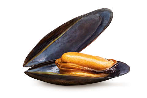 Blue Mussel (Mytilus edulis) | Adventures of Nadya Wiki | Fandom