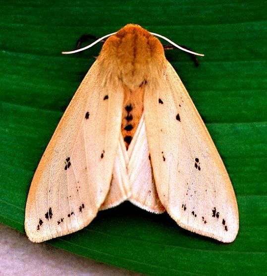 Isabella Tiger Moth (Pyrrharctia isabella) | Adventures of Nadya Wiki ...