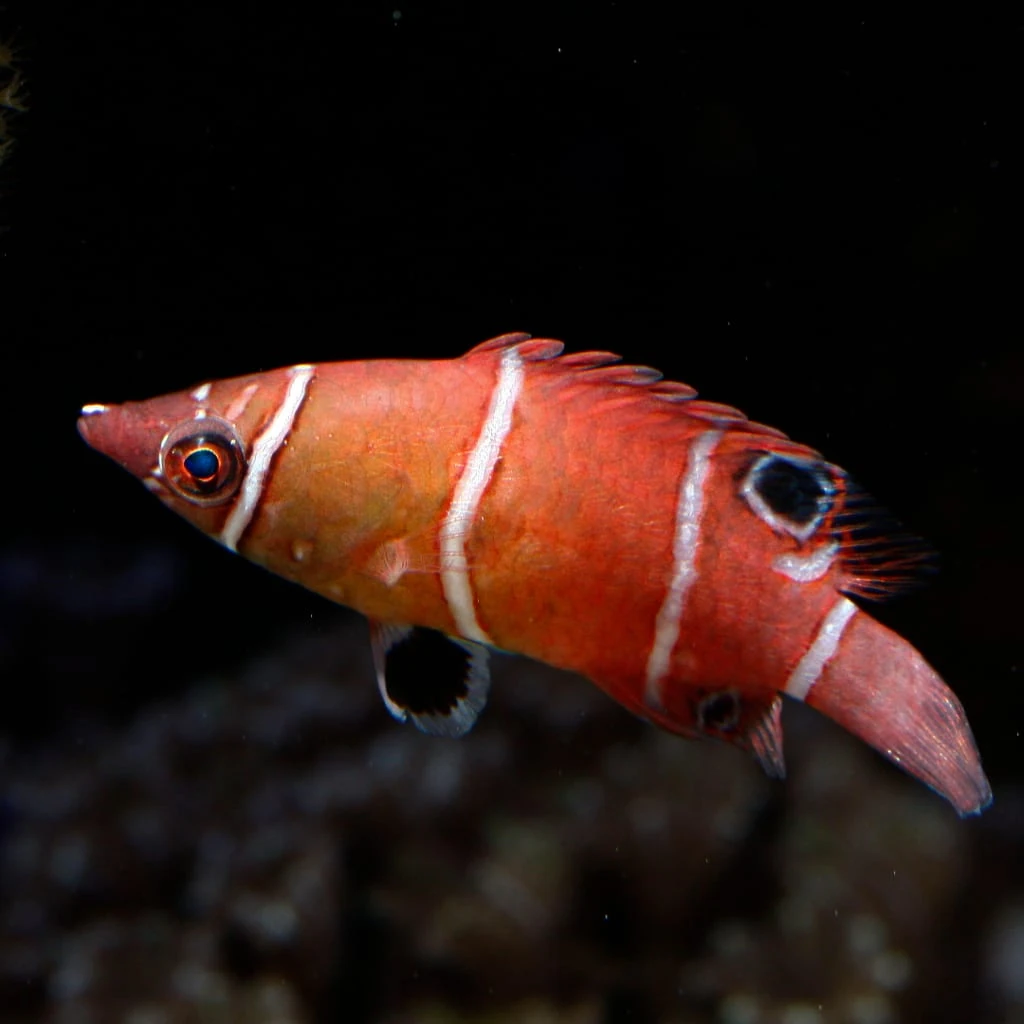 Pygmy Possum Wrasse (Wetmorella tanakai) | Adventures of Nadya Wiki ...