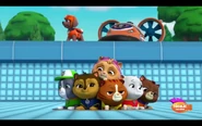 Kitten Catastrophe Crew | Adventures of the PAW Patrol 2 Wiki | Fandom