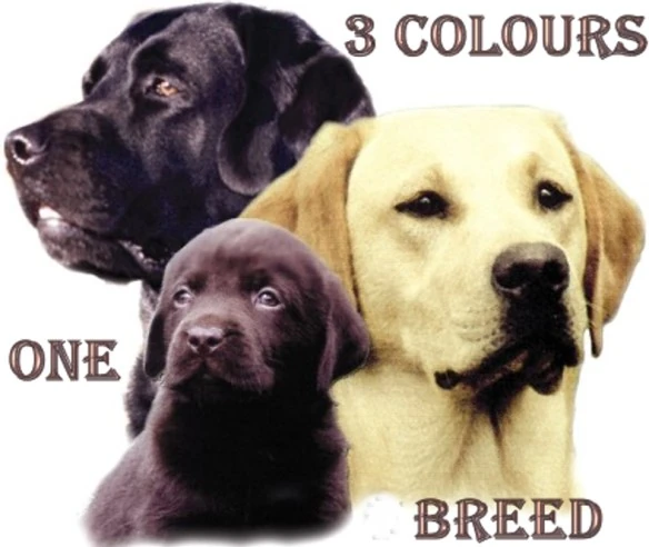 Adventures of the Labradors | Adventures of the Labradors Wiki | Fandom