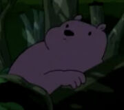 Bears (species) | Adventure Time Wiki | Fandom