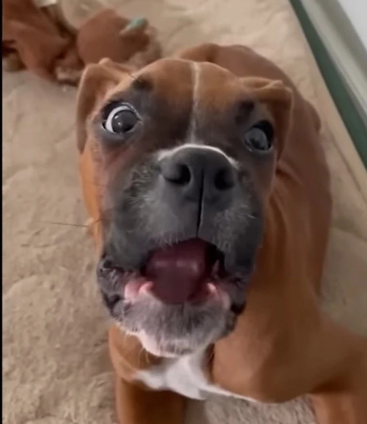 Rate my art | Fandom