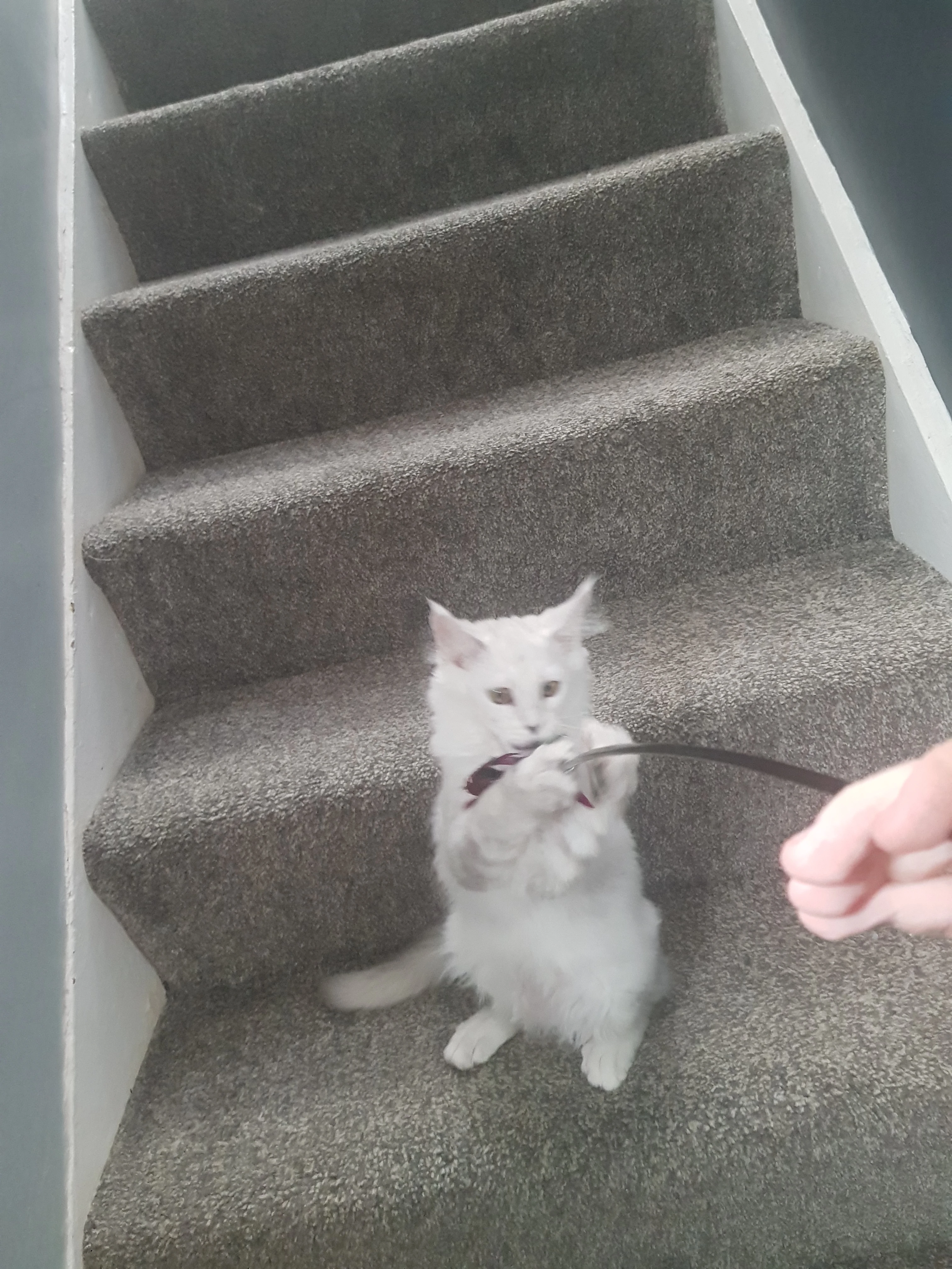 Goofy new kitten :3 | Fandom