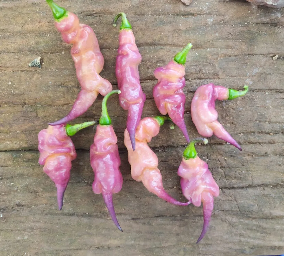 DRAGON PEPPERS ARE REAL??? | Fandom