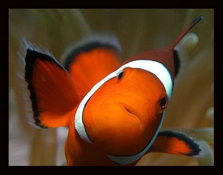 How to get the *NEW *clownfish mutation? | Fandom