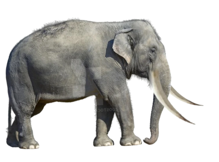 My new Indian elephant render | Fandom