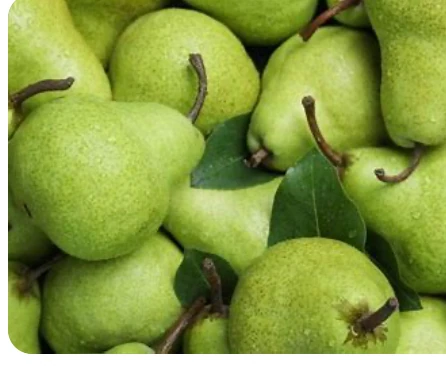 bookie pear | Fandom