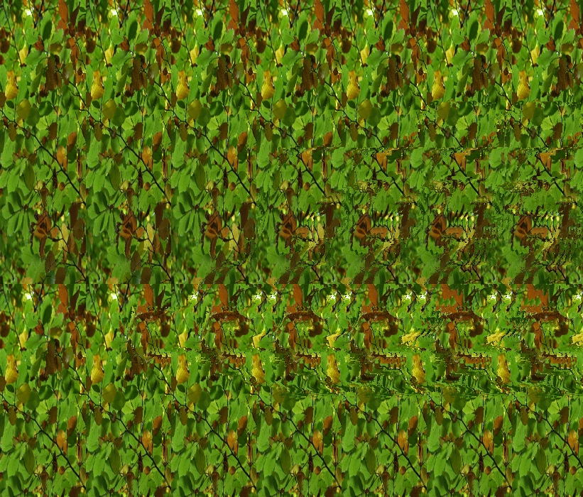 autostereograms | Fandom