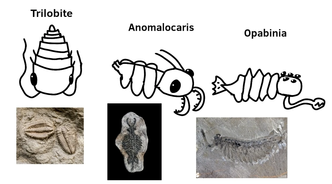 Goober cambrian period fish‼️ | Fandom