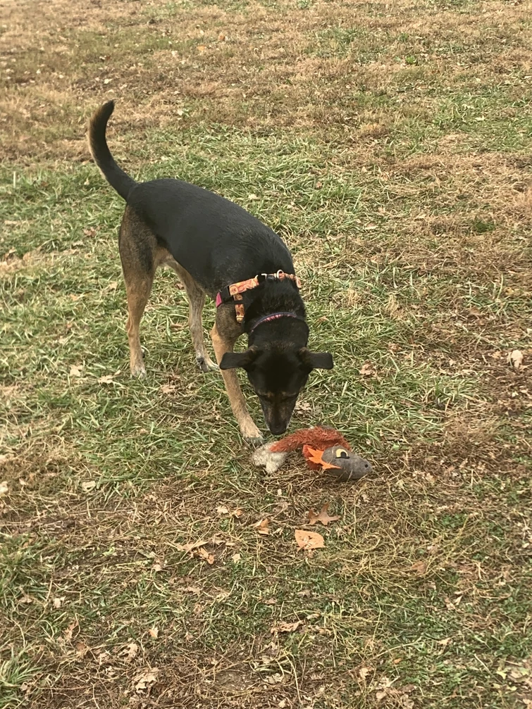 Discuss Everything About Jurassic Park Wiki | Fandom