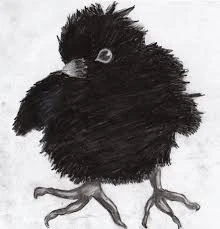 Raven | Wiki Aeddaverse | Fandom