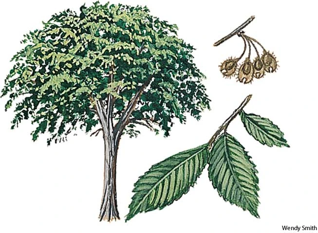 Velm | Aeglion Wiki | Fandom